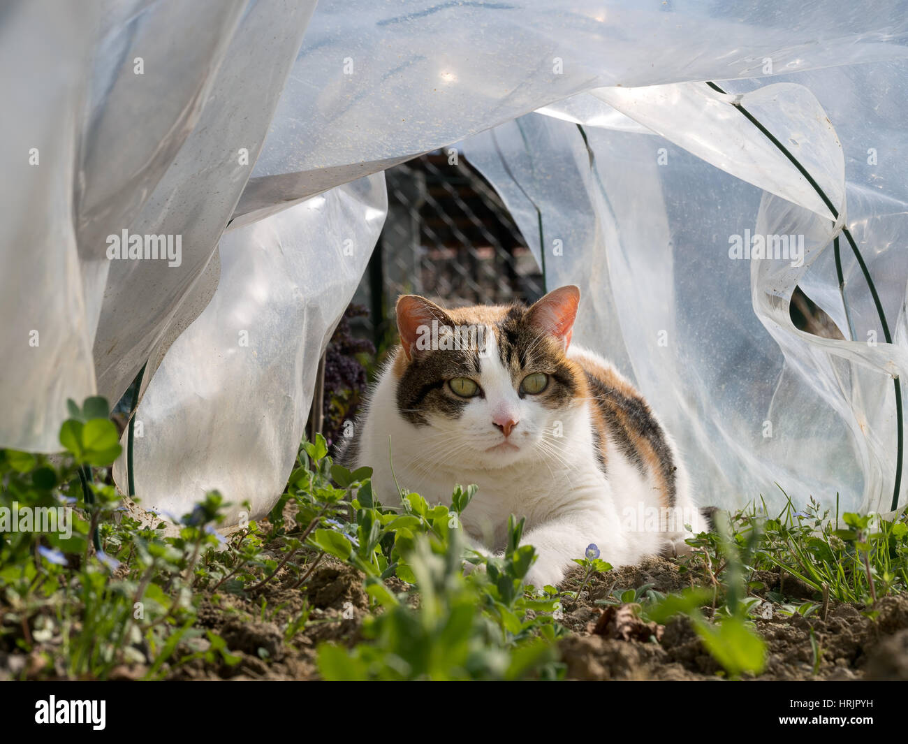 Pet cat in small home plastic vegetable tunnel. Watching pea plants ...