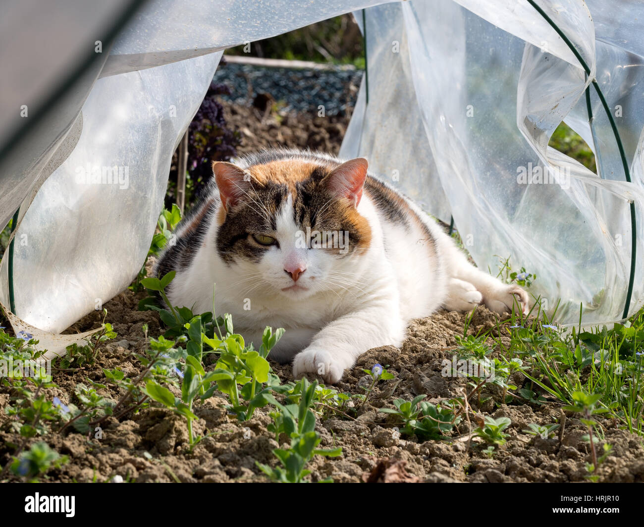 Pet cat in small home plastic vegetable tunnel. Watching pea plants ...