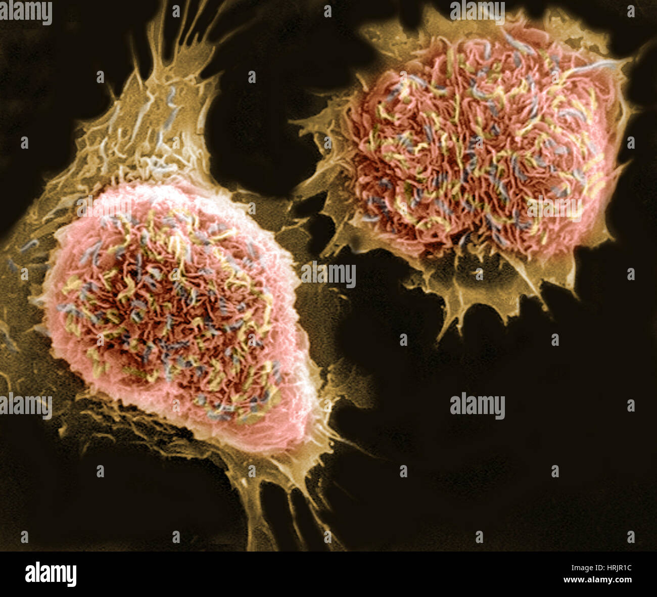 Cultured cells hi-res stock photography and images - Alamy