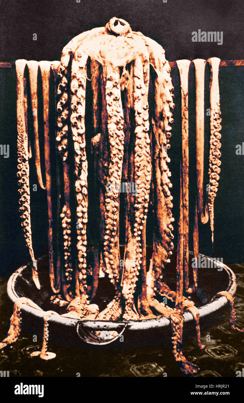 Giant Squid, 1873 Stock Photo - Alamy