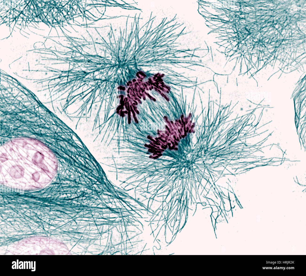 Cell Division, Chromosomes and Cytoskeleton, LM Stock Photo - Alamy