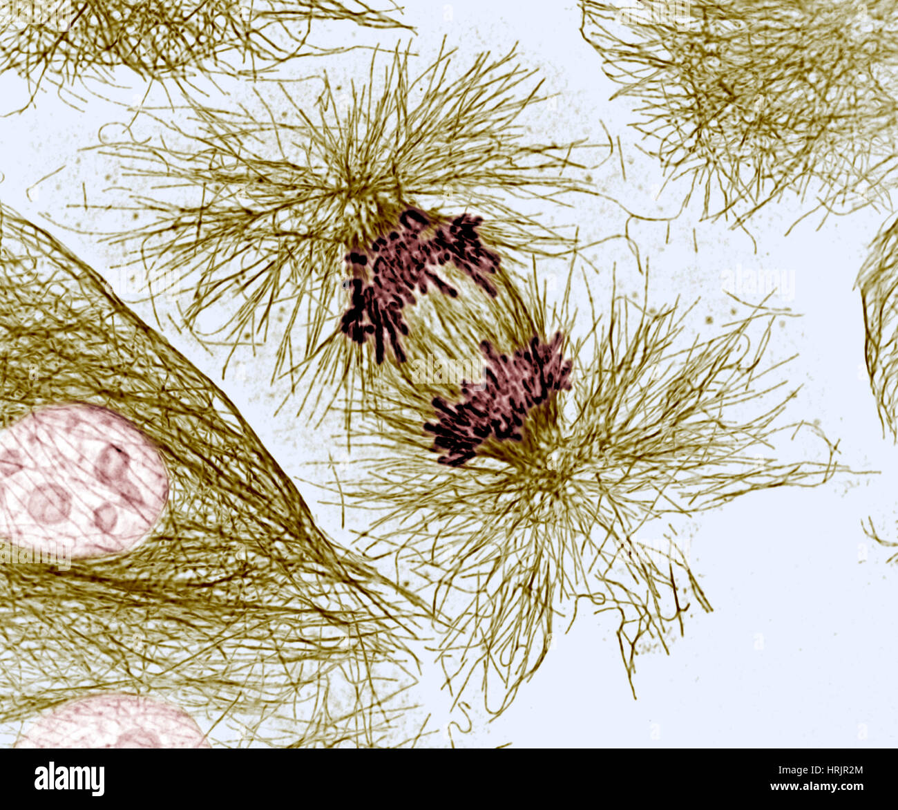 Cytoskeleton cancer hi-res stock photography and images - Alamy