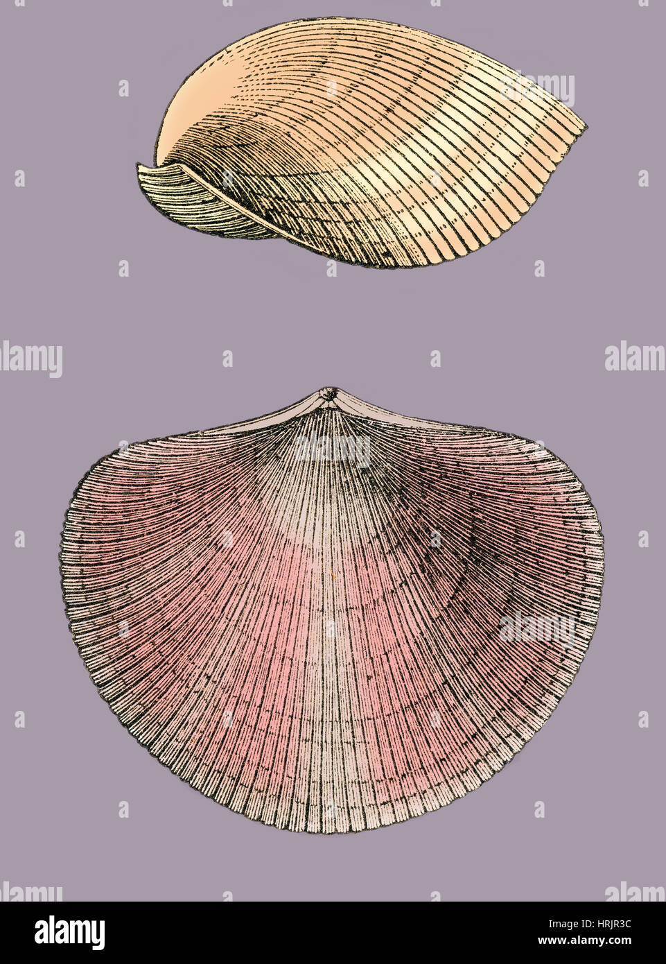 Brachiopod shell hi-res stock photography and images - Alamy