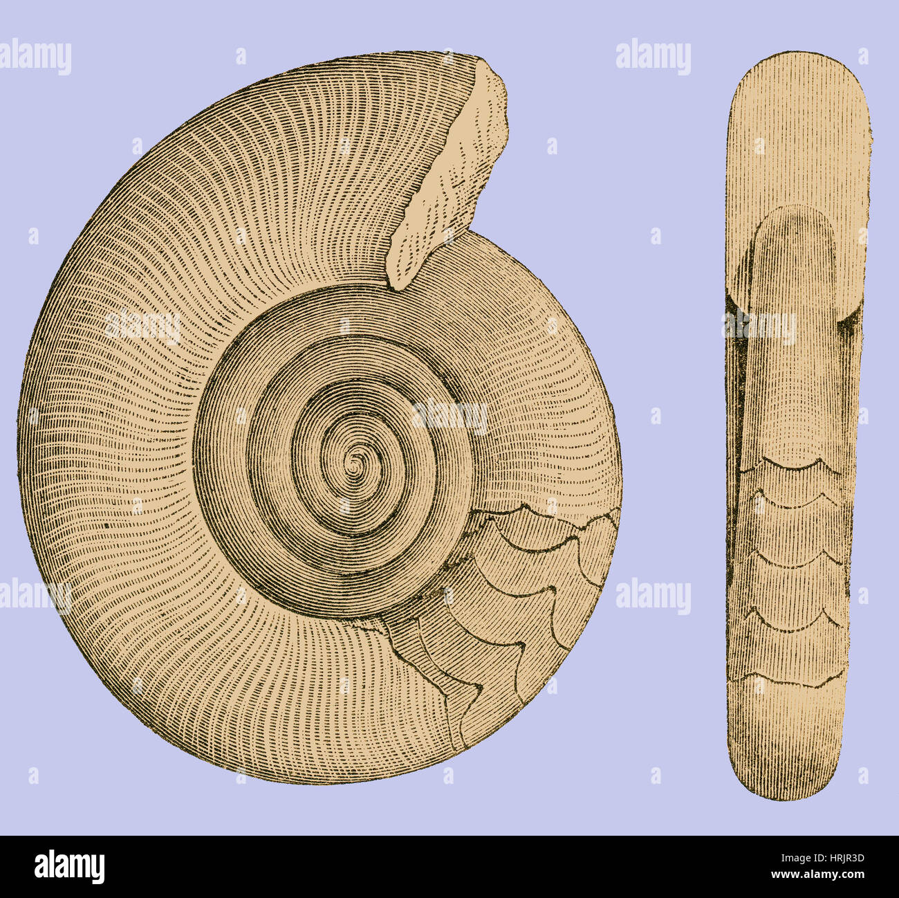 Ammonite paleobiology hi-res stock photography and images - Alamy