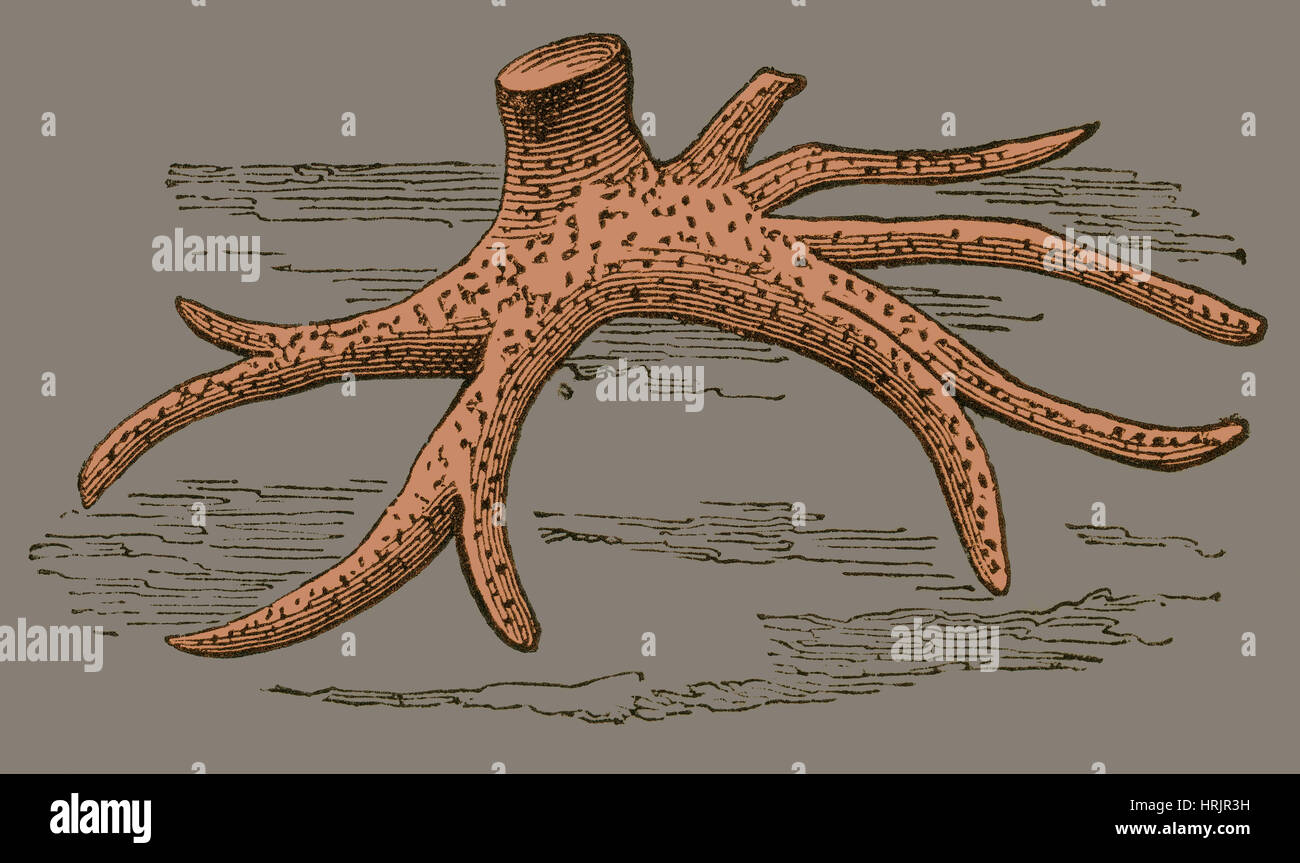 Octopus Tree Drawing