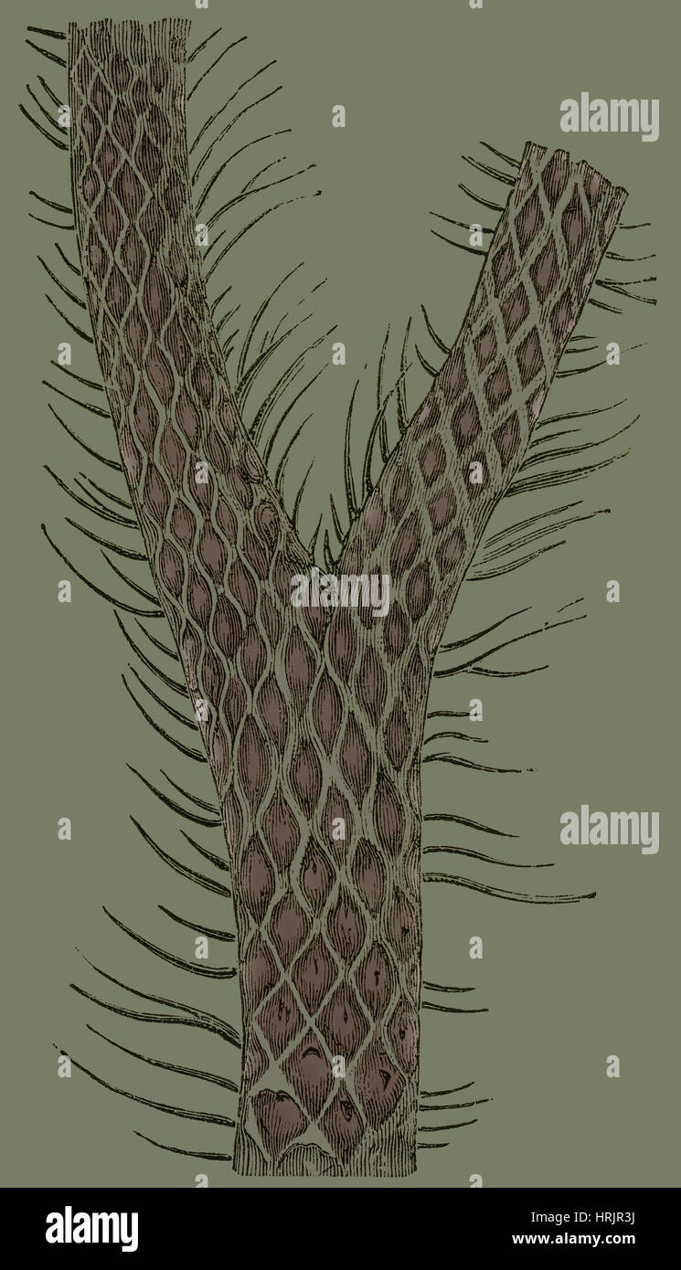 Plant lepidodendron carboniferous hi-res stock photography and images ...