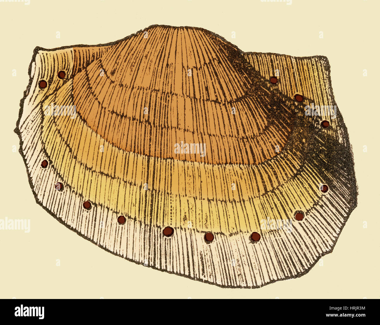 Productus Brachiopod