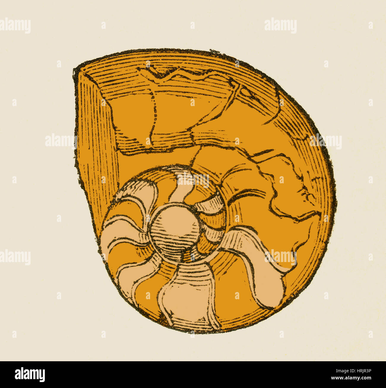 Ammonoid hi-res stock photography and images - Alamy