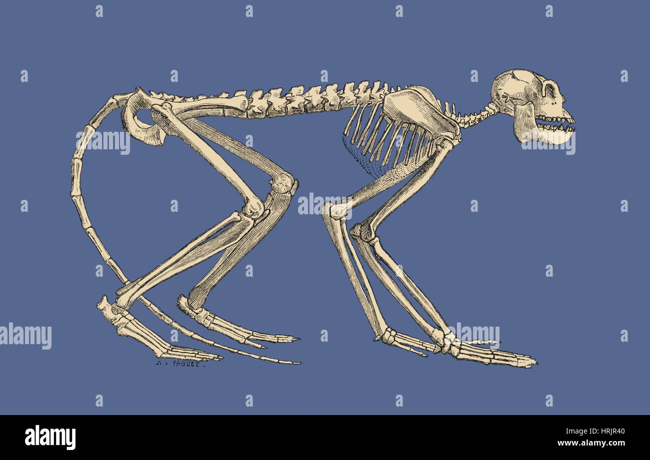 Mesopithecus hi-res stock photography and images - Alamy