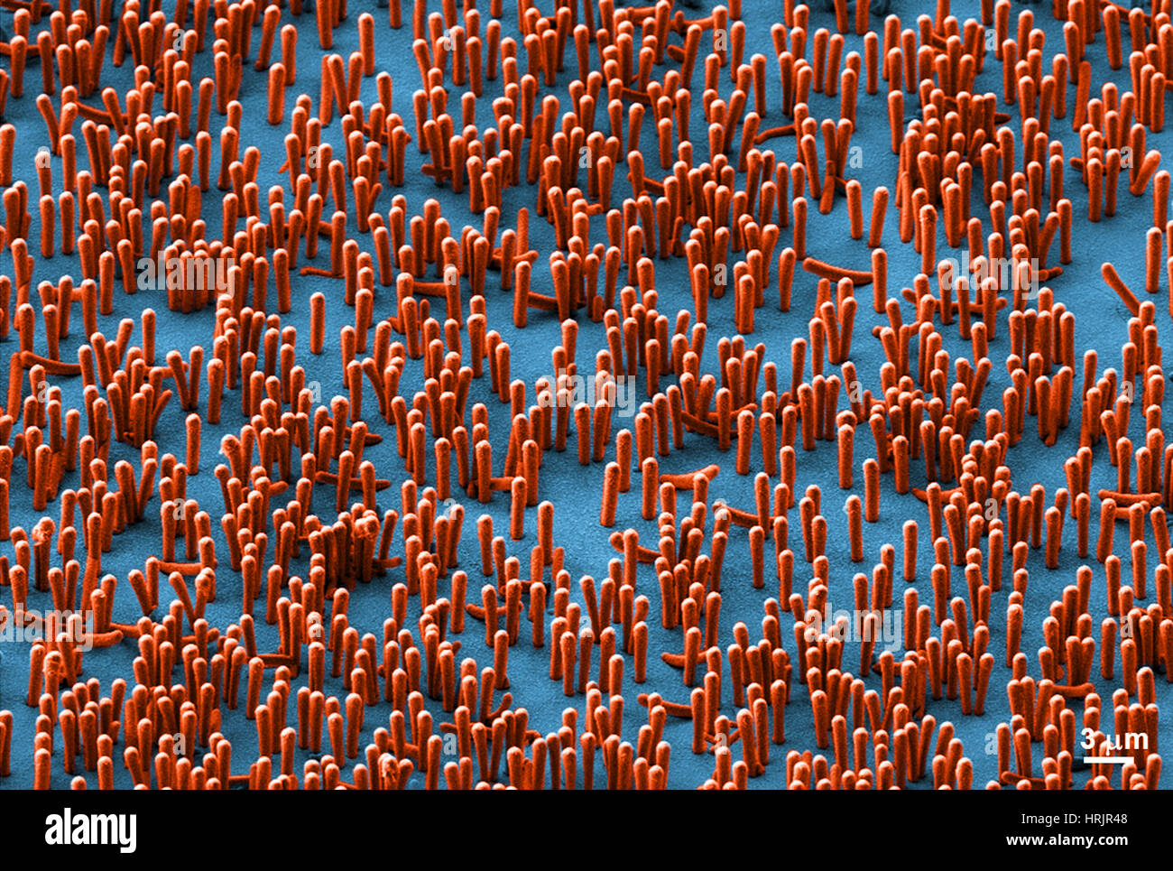 Nanowire battery hi-res stock photography and images - Alamy