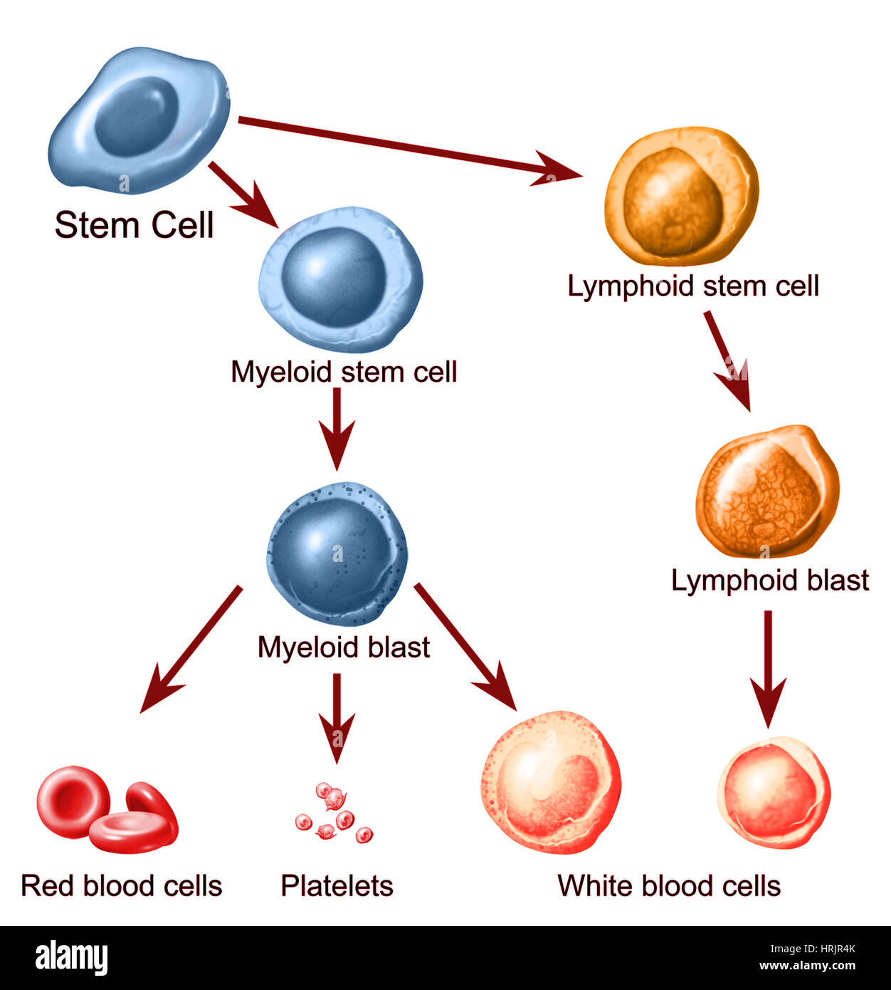 Stem Cells Maturing, Illustration Stock Photo - Alamy
