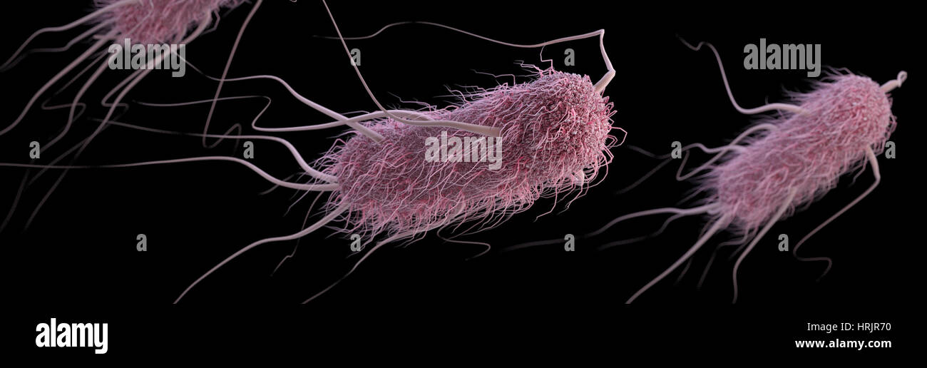 ESBL Bacteria, Escherichia coli, 3D Model Stock Photo - Alamy