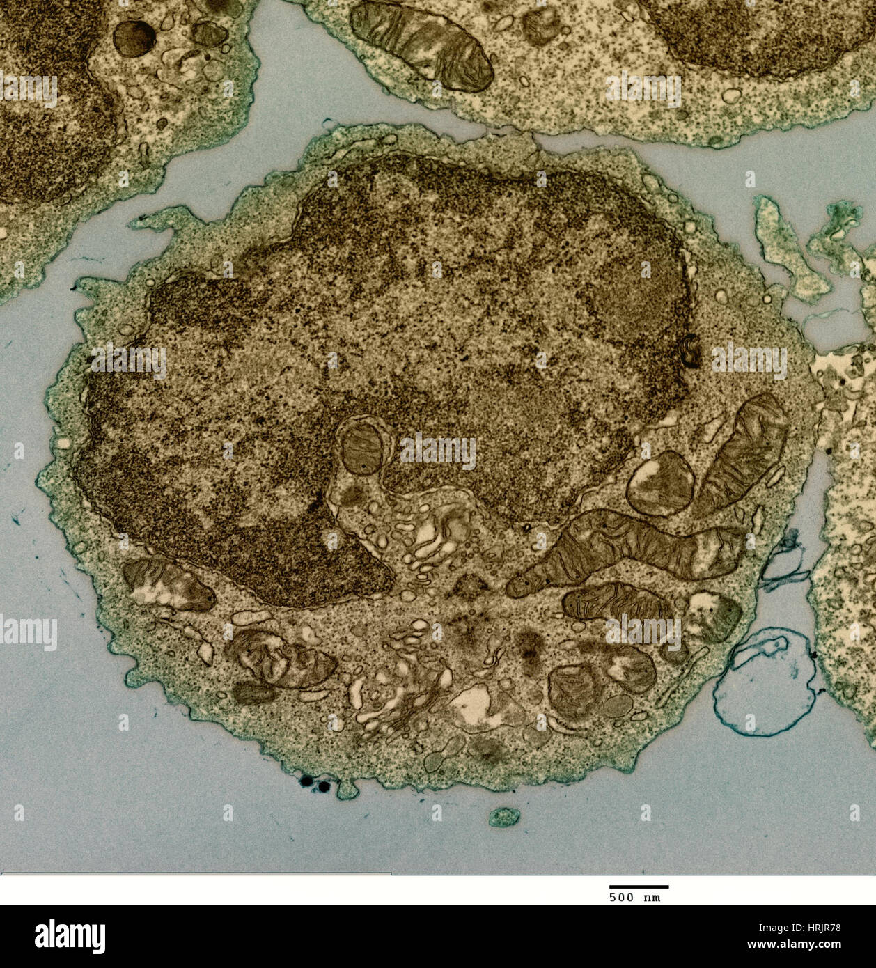 Electron microscopy normal human cell hi-res stock photography and ...
