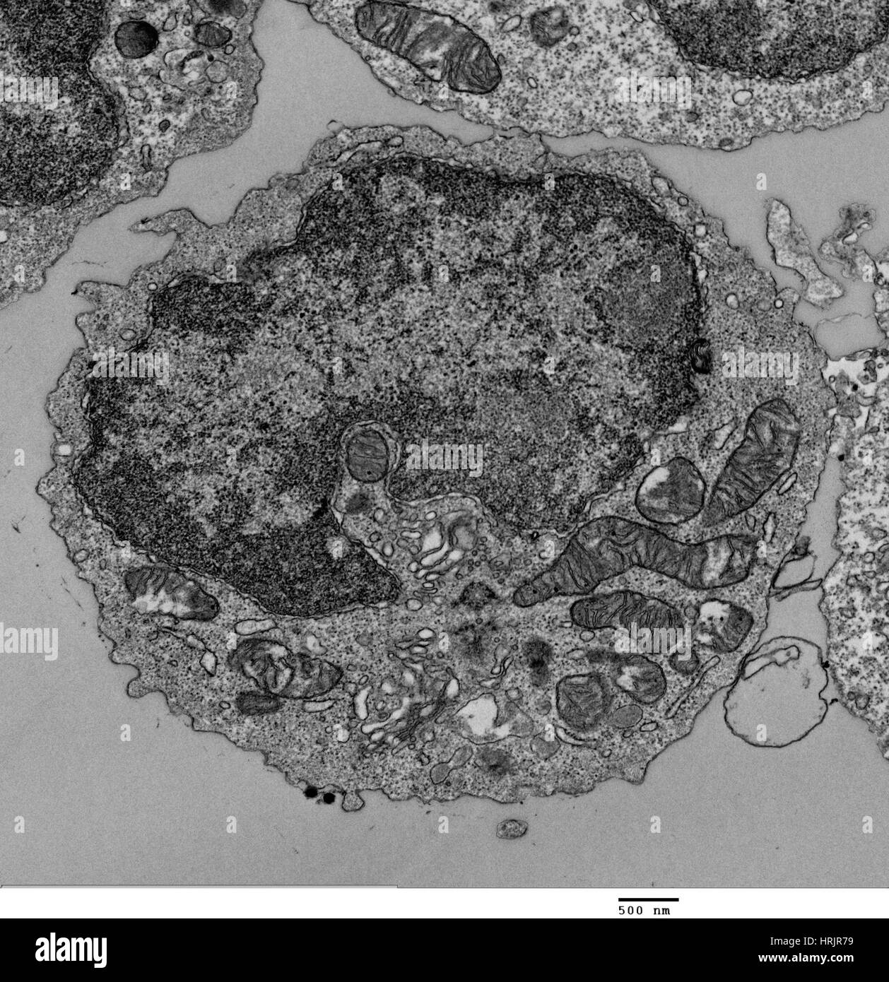 Human B Lymphocyte, TEM Stock Photo - Alamy