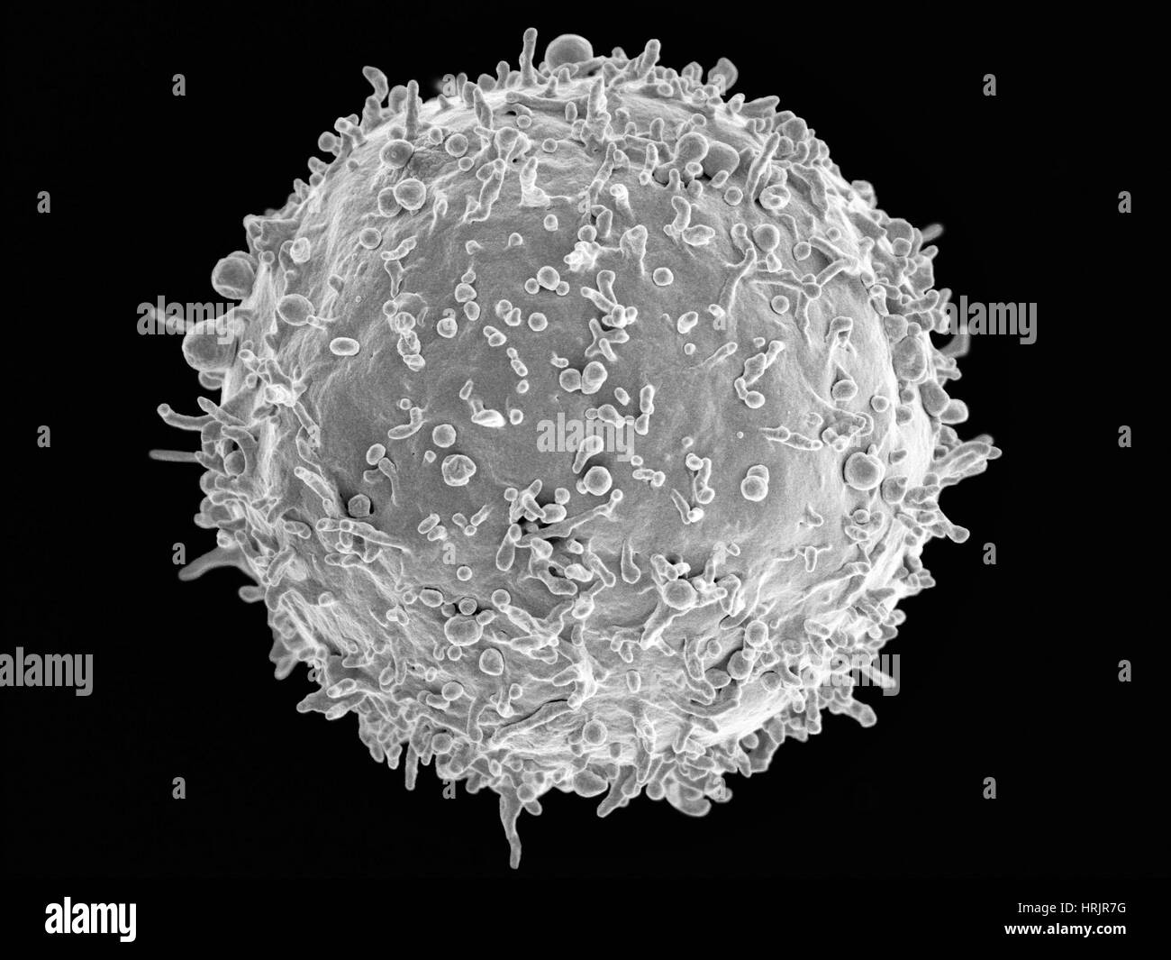 Electron microscopy normal human cell hi-res stock photography and ...