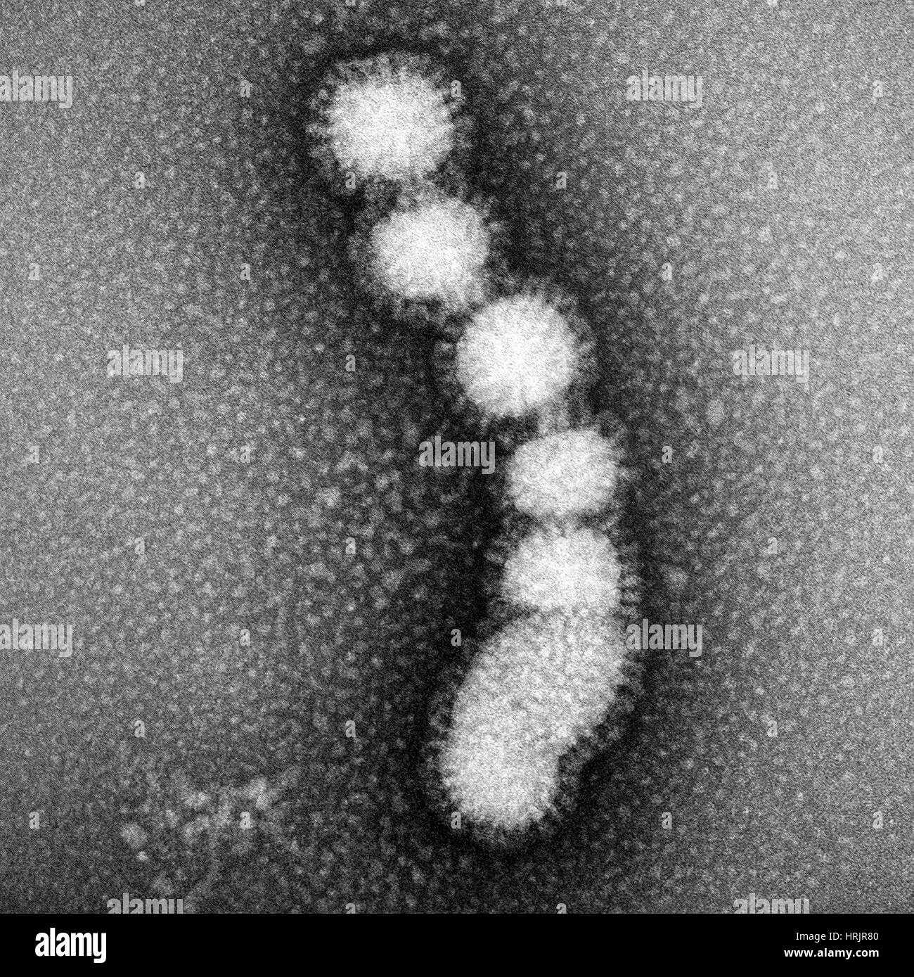 The strain Black and White Stock Photos & Images - Alamy