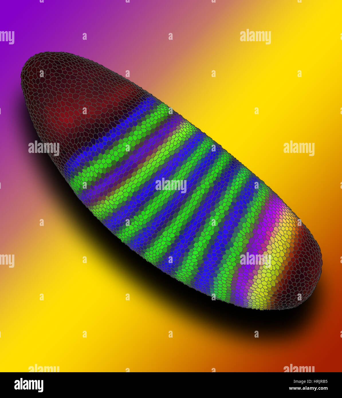 Gene Expression in Drosophila Embryo Stock Photo - Alamy