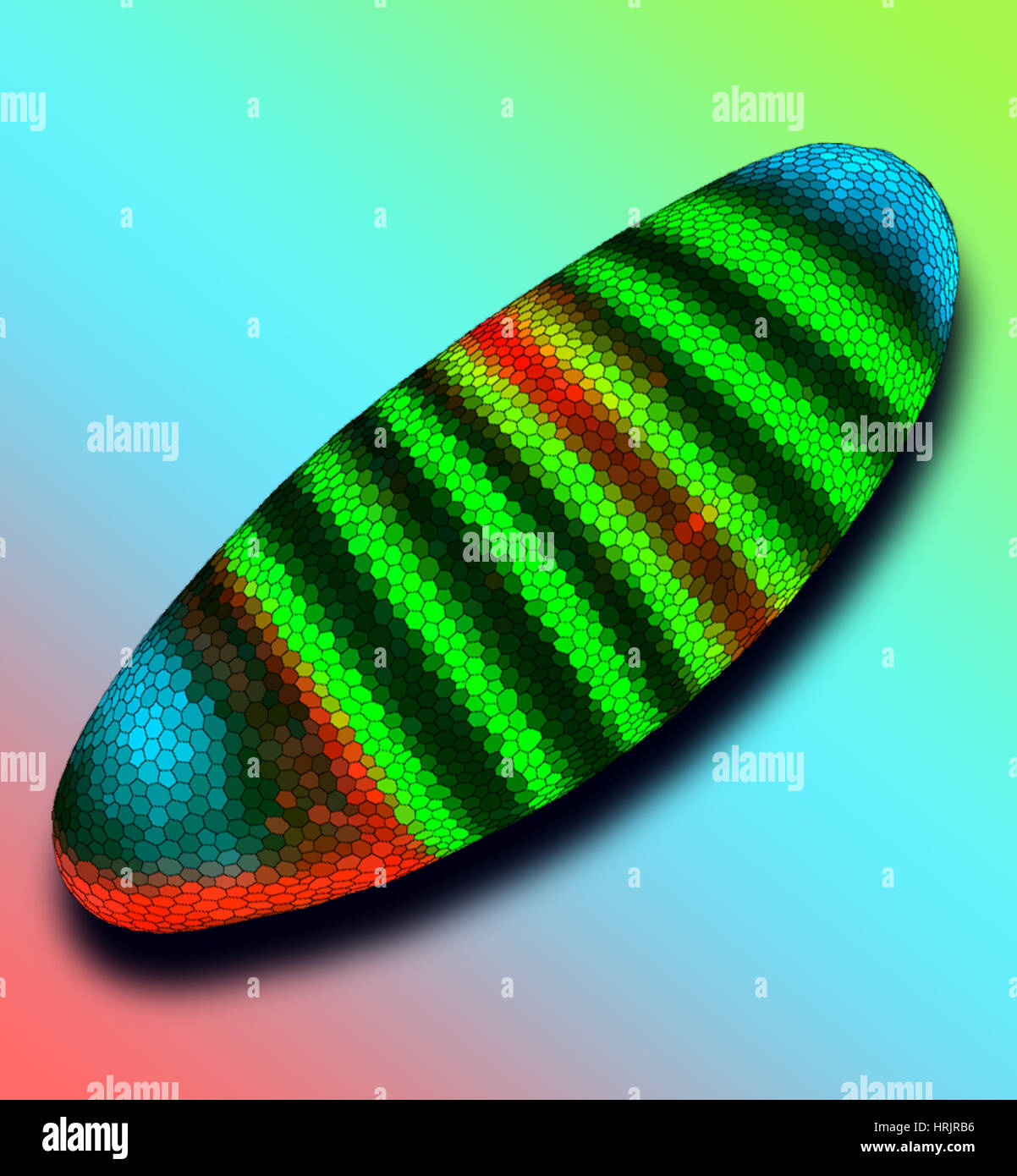 Fruit fly embryo hi-res stock photography and images - Alamy