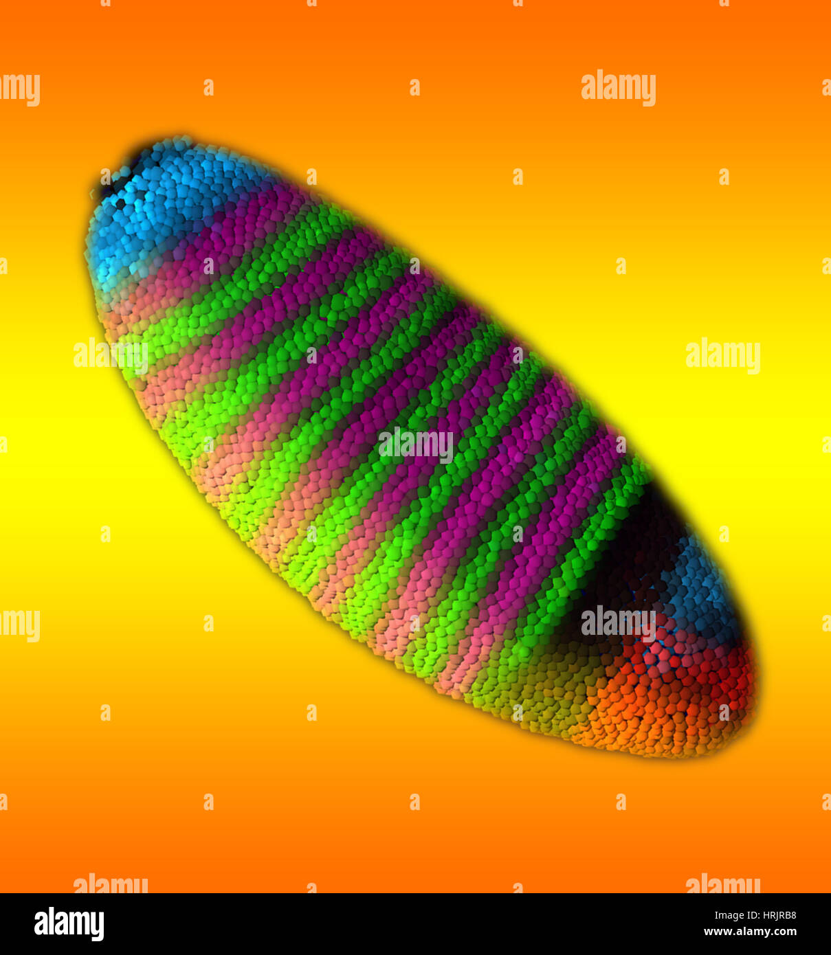 Gene Expression in Drosophila Embryo Stock Photo - Alamy