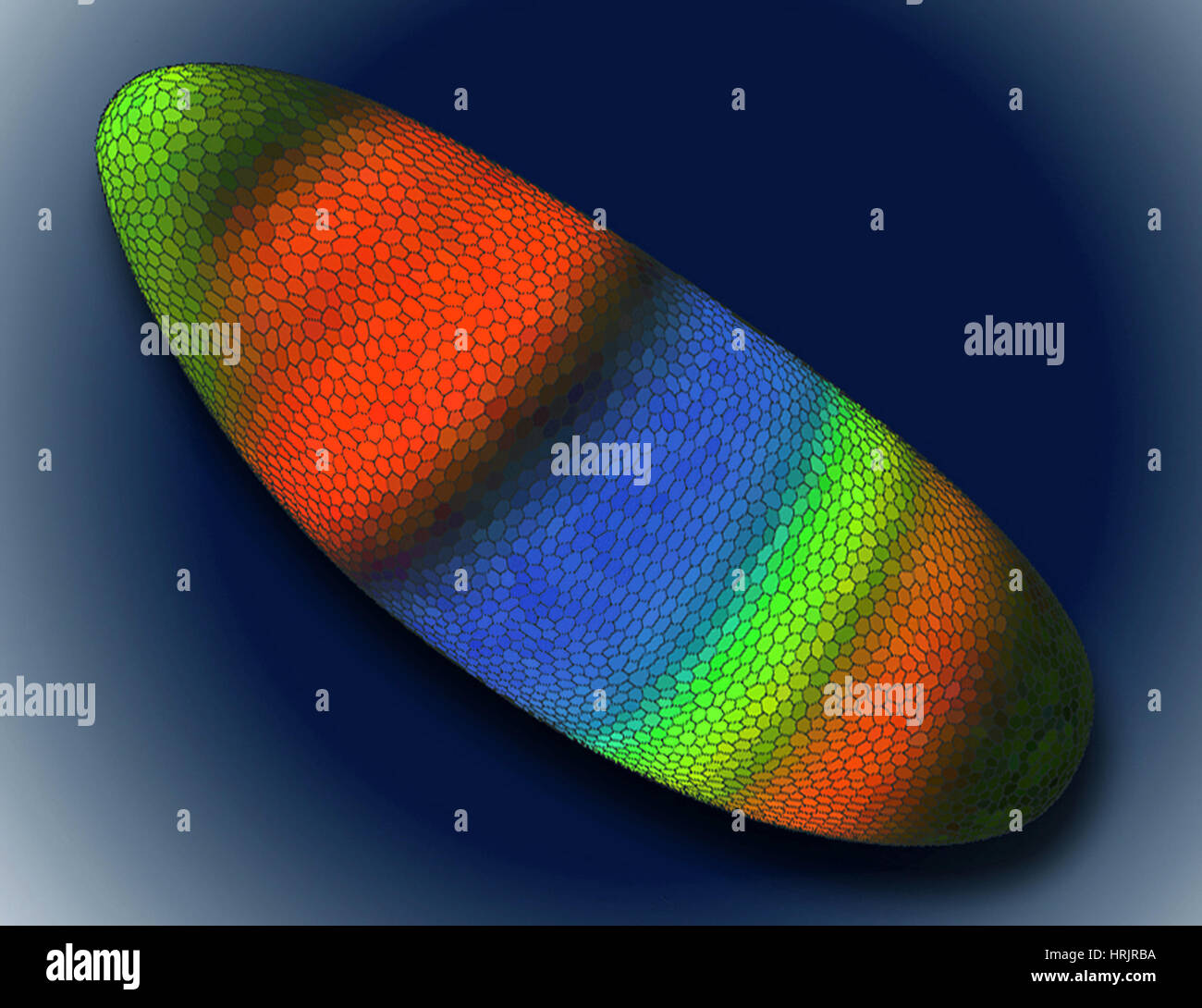 Gene Expression in Drosophila Embryo Stock Photo - Alamy