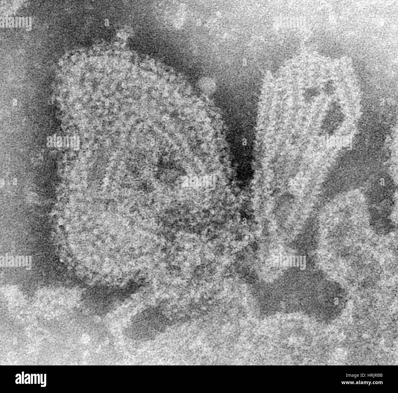Paramyxovirus hi-res stock photography and images - Alamy