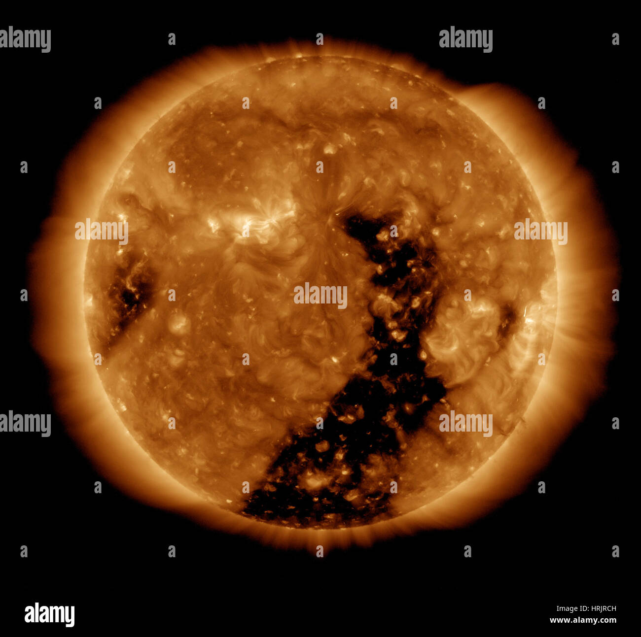 Elongated body hi-res stock photography and images - Alamy