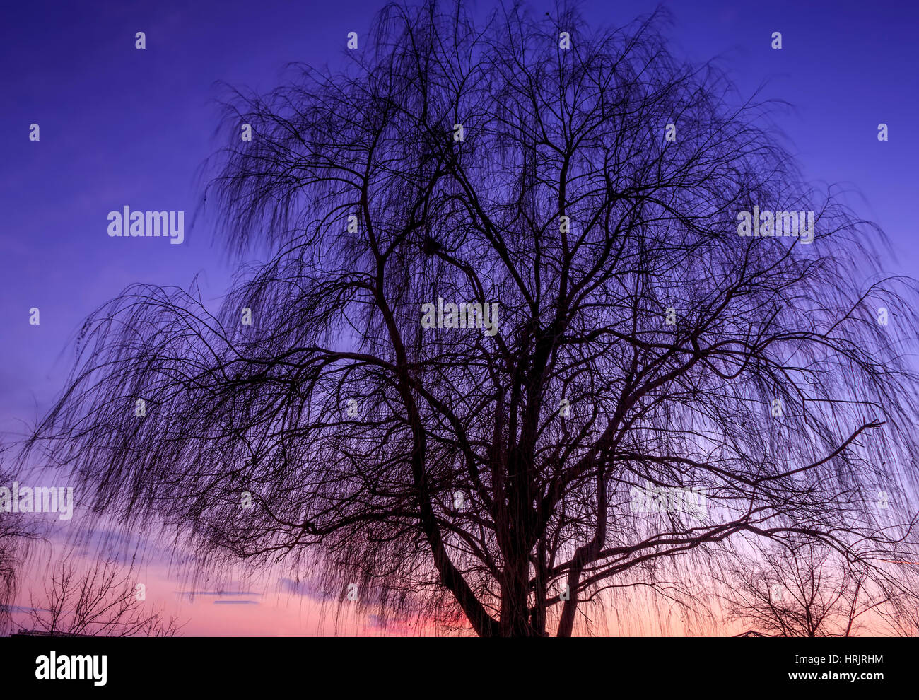 silhouette of tree,weeping willow after sunset Stock Photo - Alamy