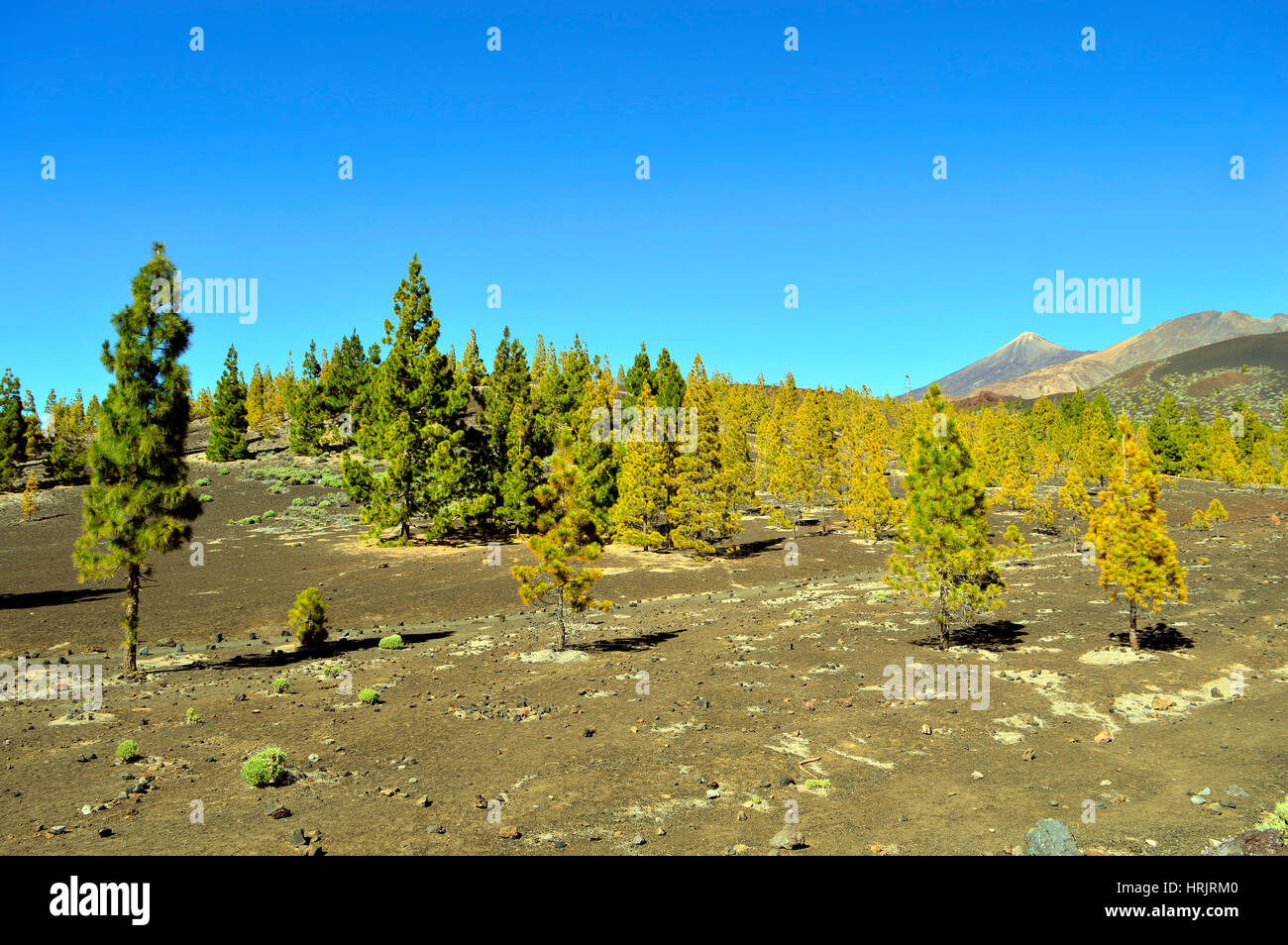 Mount Teide National Park in Tenerife Stock Photo - Alamy