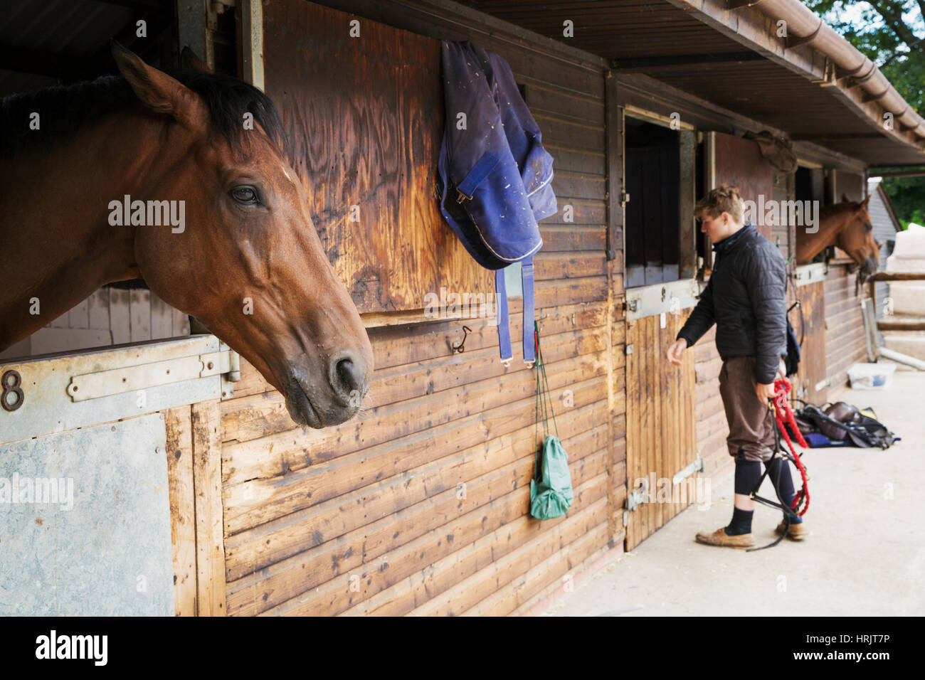 Man wearing riding gear standing by a box stall at a stable. A horse ...