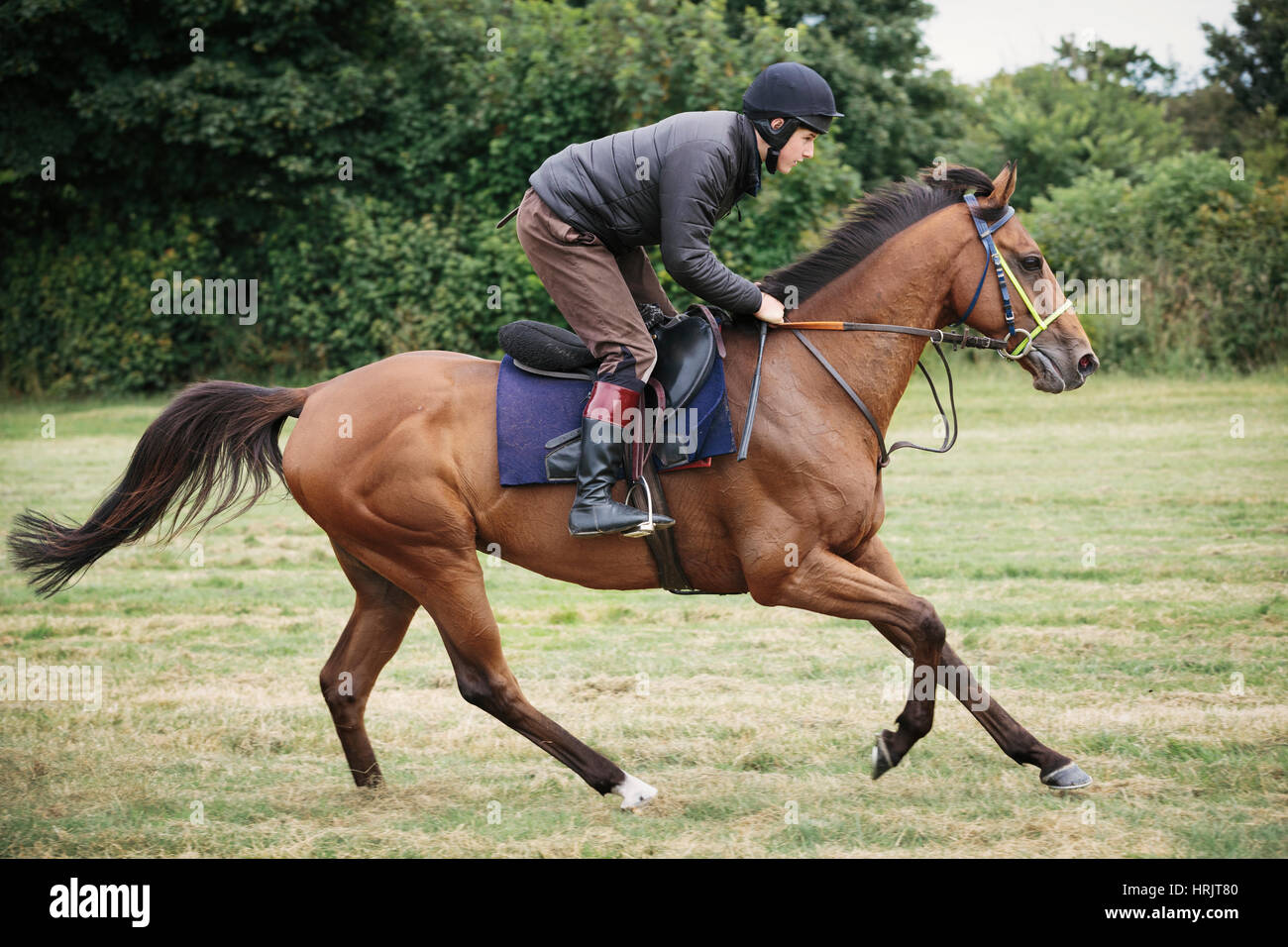 Man on a brown horse galloping across a field Stock Photo - Alamy
