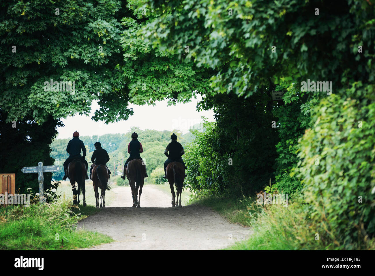 Rear view of a four riders on brown horses riding along a path Stock ...