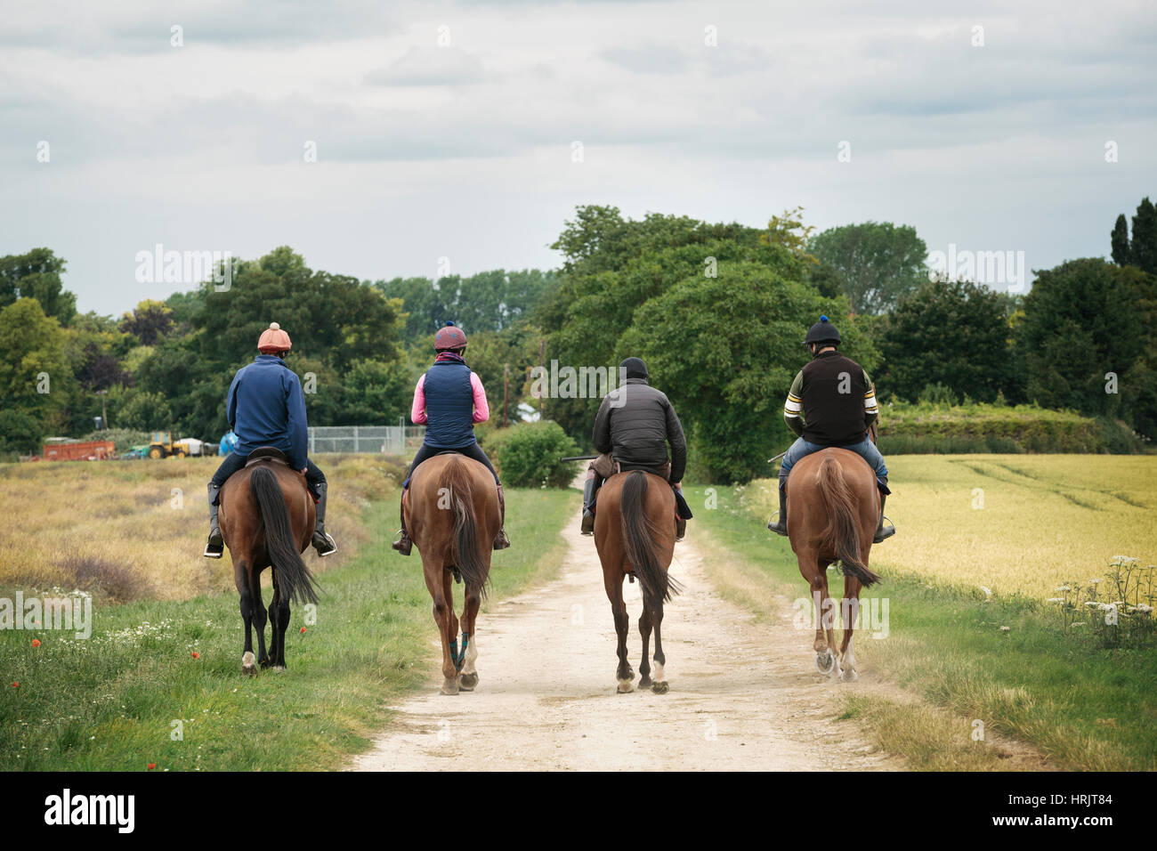 A string or group of riders on thoroughbred horses riding along a path ...