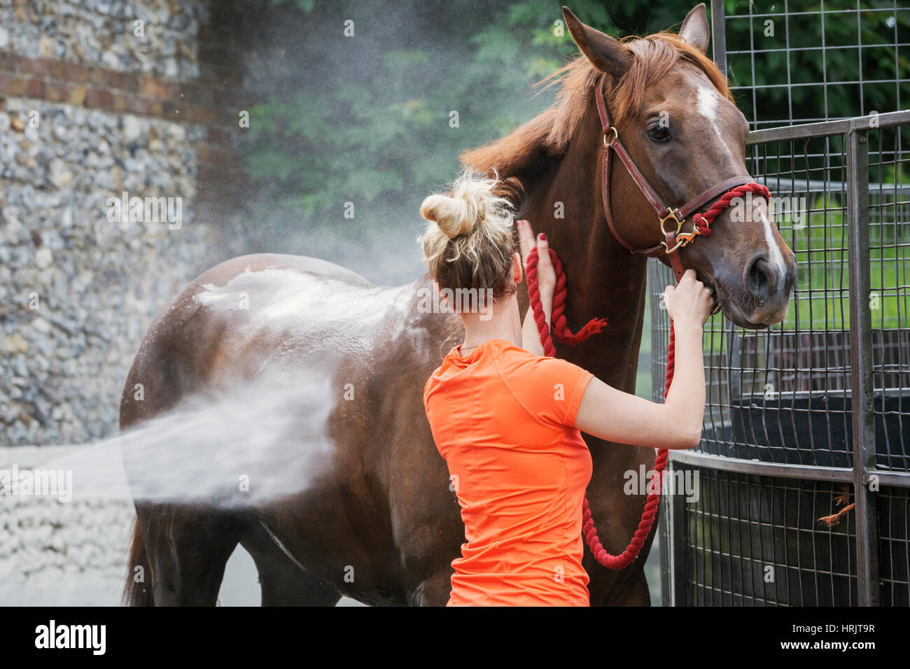 Female washing horse hi-res stock photography and images - Alamy