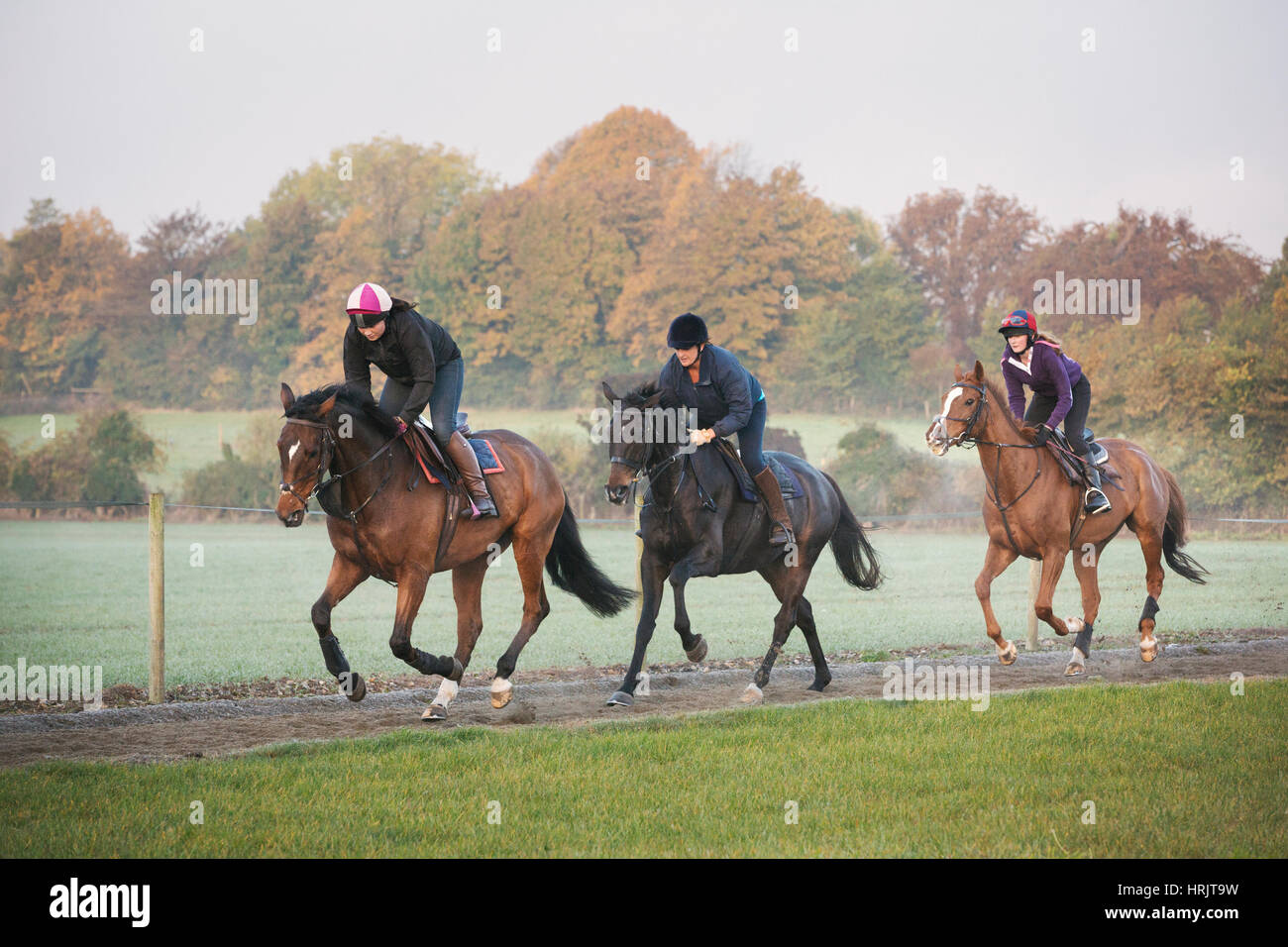 Race horses on the gallops. Three riders and horses galloping along a ...