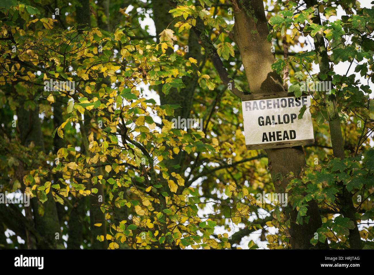 Sign in a tree reading 'RACEHORSE GALLOP AHEAD' Stock Photo - Alamy