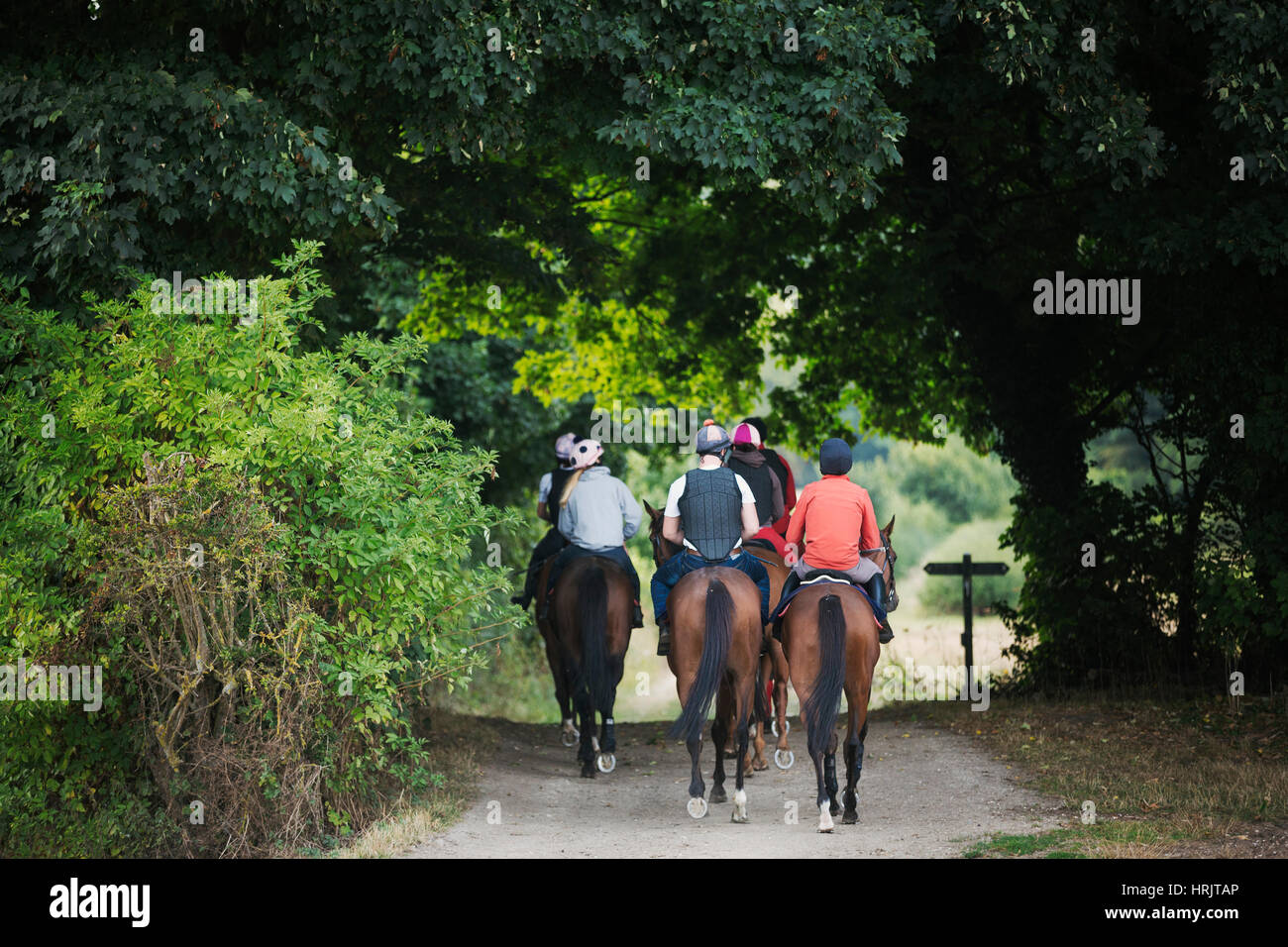 Rear view of a group of riders on brown horses riding along a path ...
