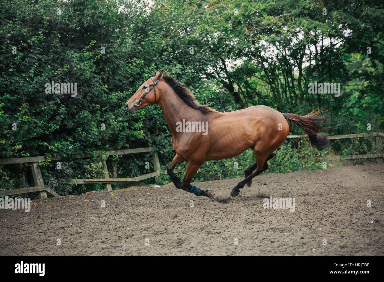 A bay thoroughbred racehorse in a paddock, lunging ring, cantering on a ...