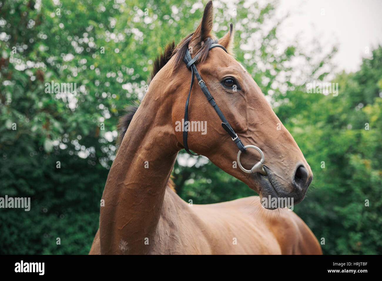 A bay thoroughbred racehorse in a paddock. Head turned Stock Photo - Alamy