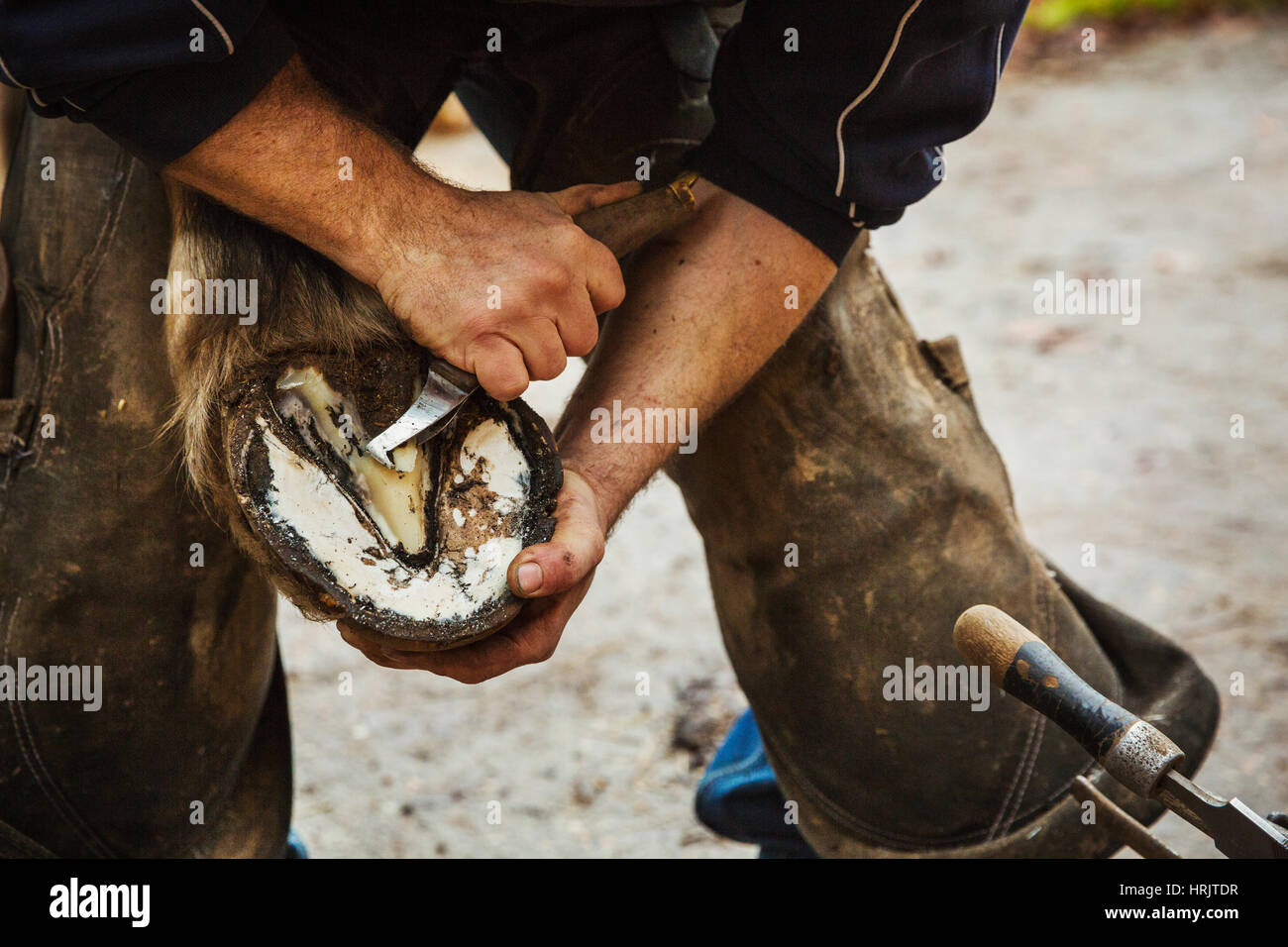 A farrier shoeing a horse, bending down and fitting a new horseshoe to ...