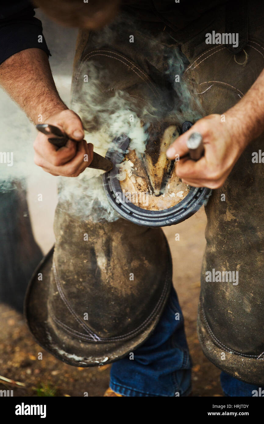 A farrier shoeing a horse, bending down and fitting a new horseshoe to ...