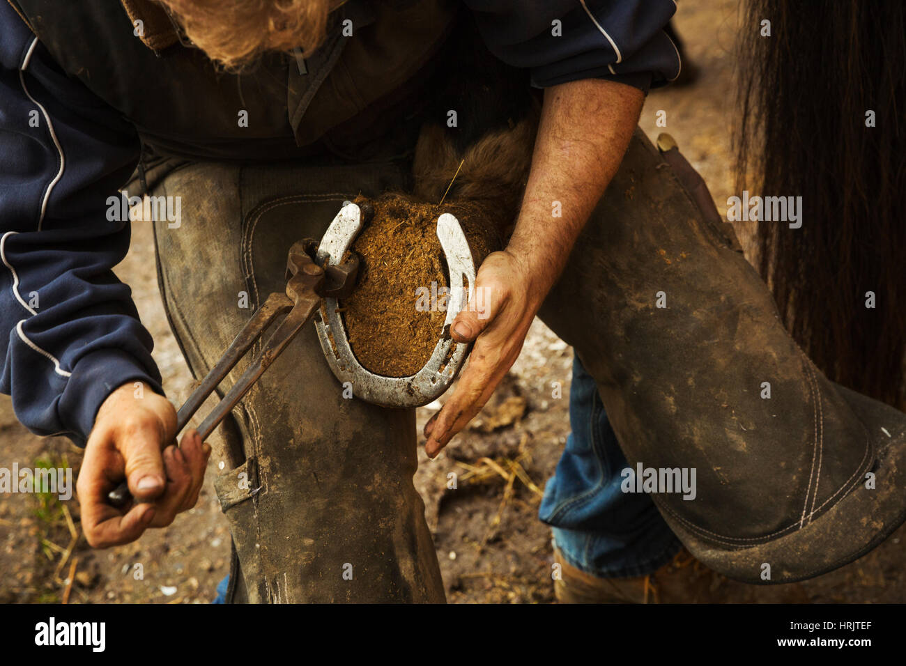 A farrier shoeing a horse, bending down and fitting a new horseshoe to ...