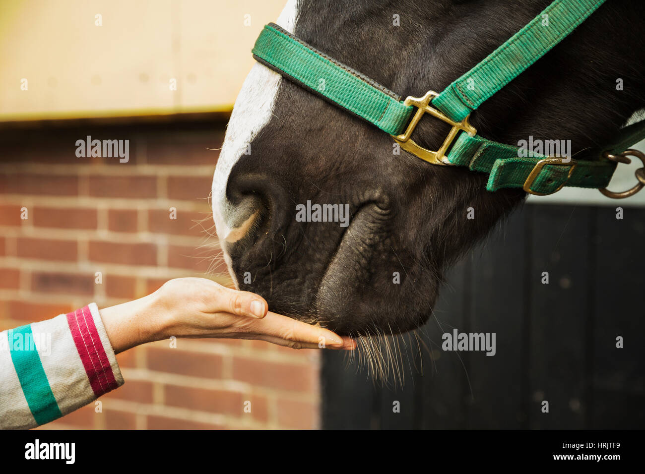 A person with her hand flat feeding a treat to a horse Stock Photo - Alamy