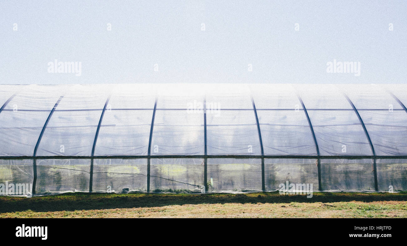 A polytunnel for growing crops Stock Photo - Alamy