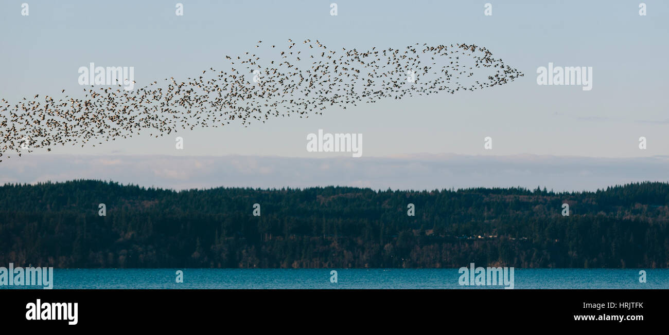A flock of birds flying over a forest by a lake in a rural landscape ...