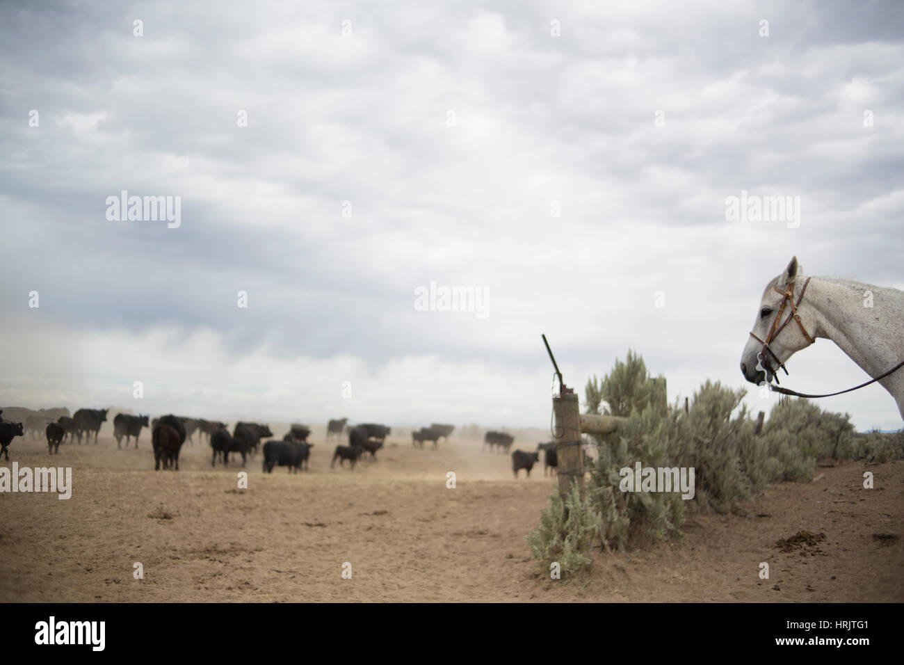 A herd of cattle in a dusty rural landscape Stock Photo - Alamy