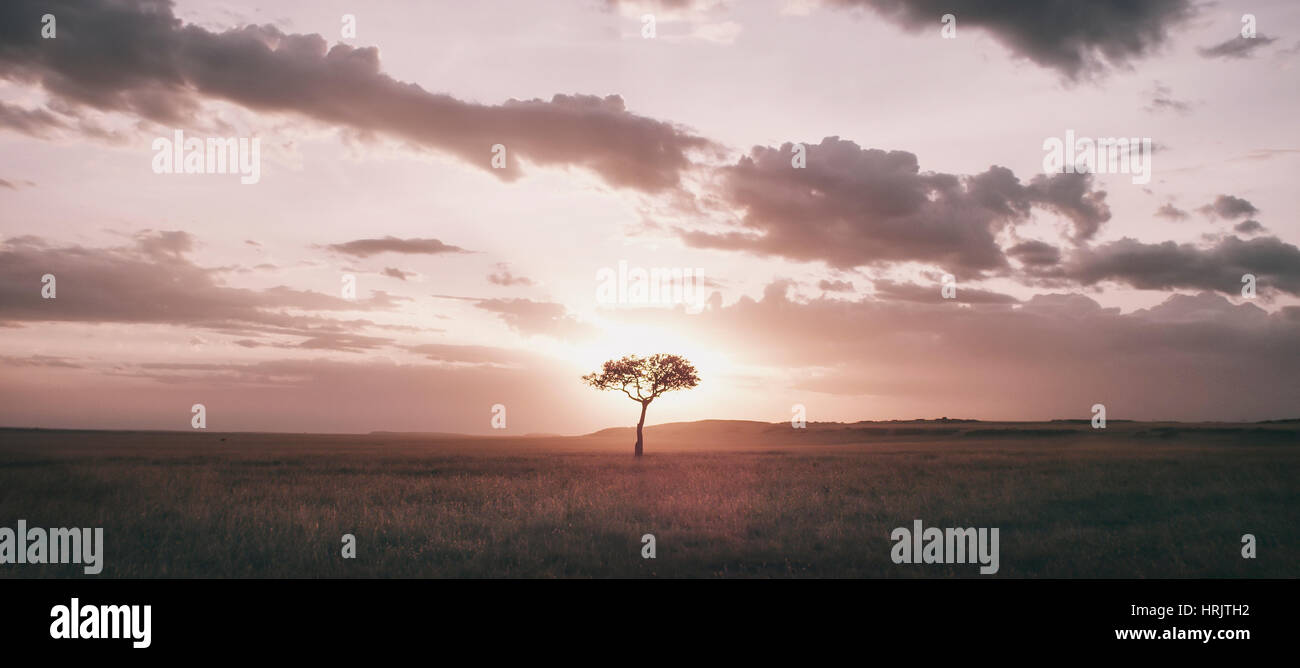 A tree growing in a flat grassland landscape at dusk Stock Photo - Alamy