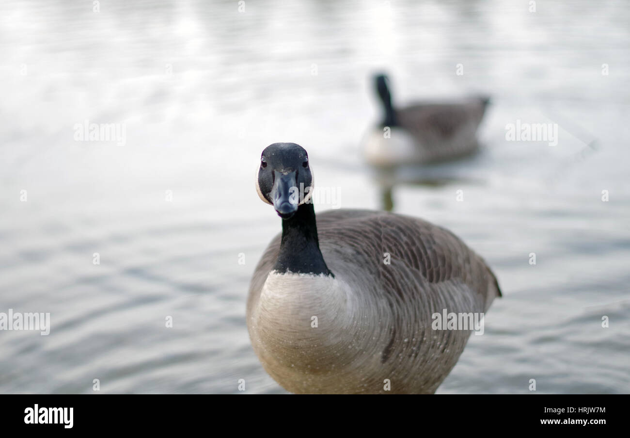 Watchful mother duck hi-res stock photography and images - Alamy