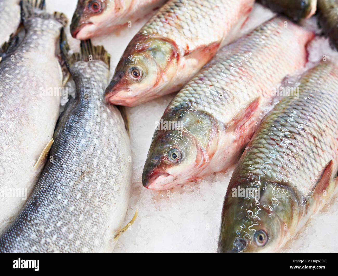 Grass carp hi-res stock photography and images - Alamy