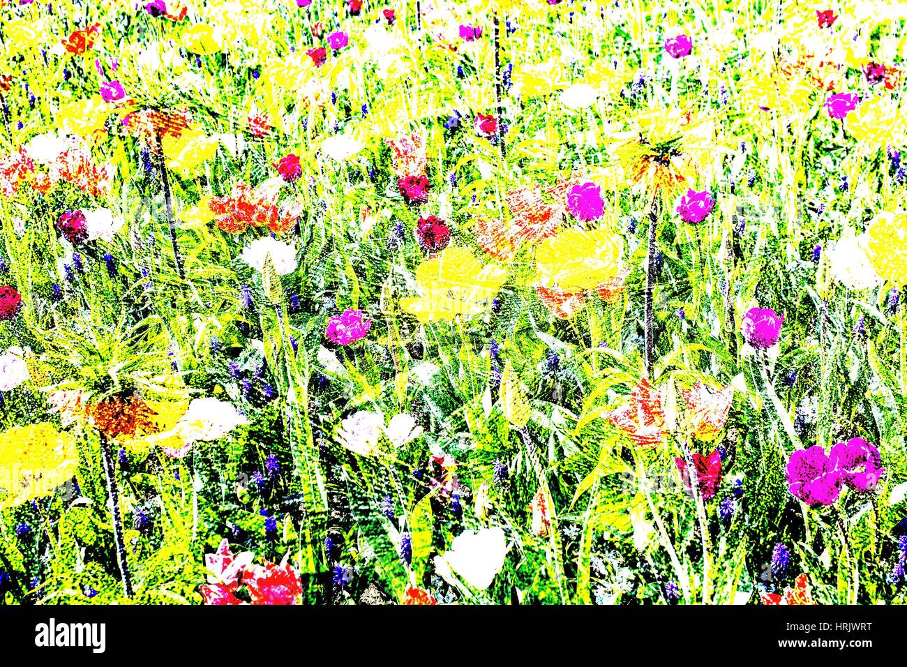 Colorful flowers in the field Stock Photo - Alamy
