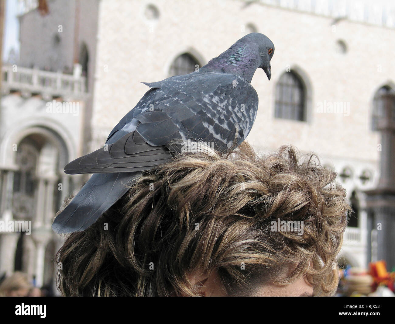 Birds attacking man hi-res stock photography and images - Alamy